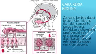 8.SISTEM_INDRA_PADA_MANUSIA_ppt.pptx