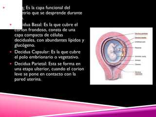 8. Placenta.pptx