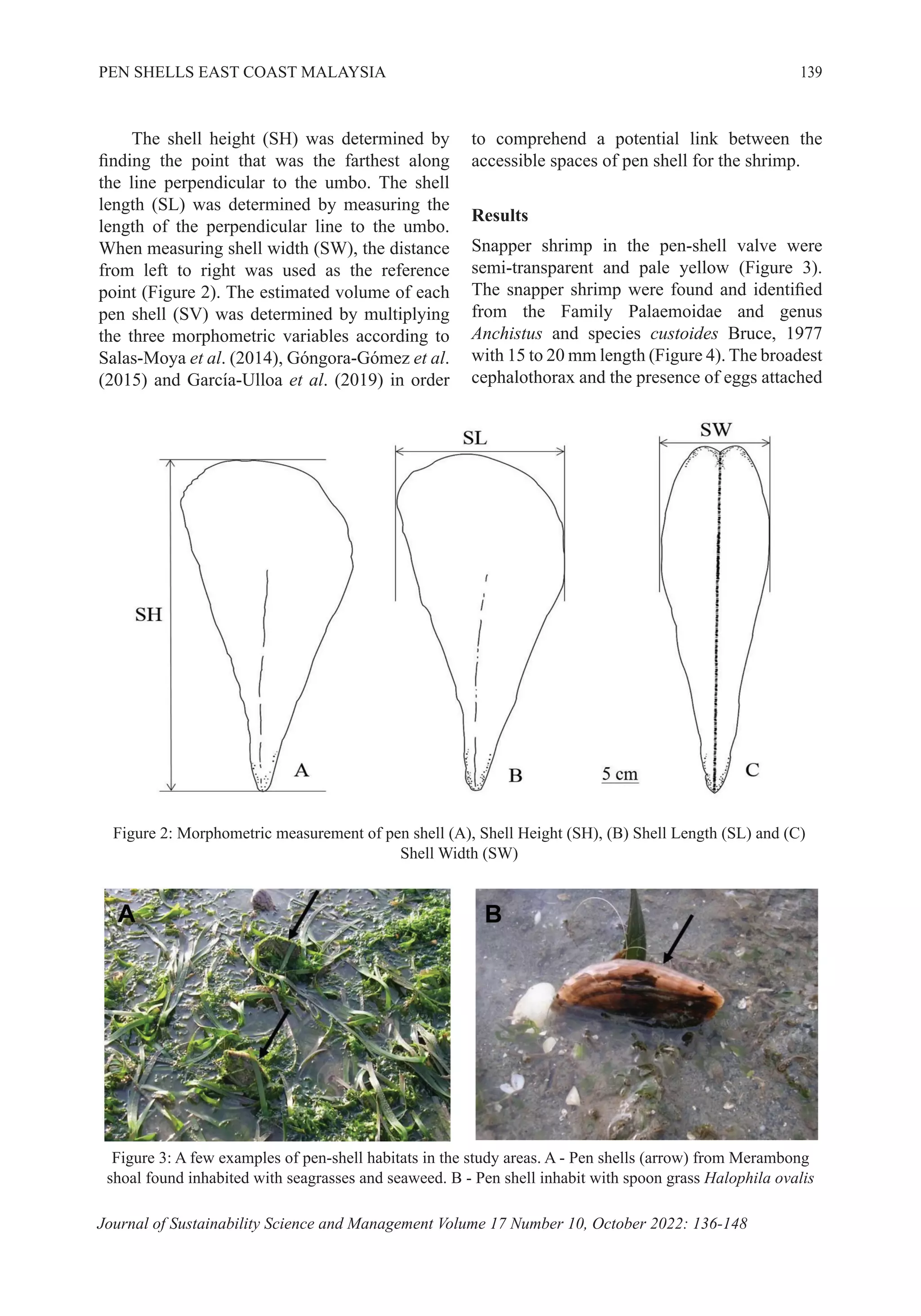 Symbiotically snapper shrimp Anchistus custoides Bruce, 1977 (Decapoda ...