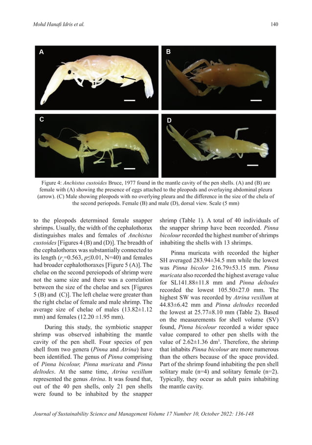 Symbiotically snapper shrimp Anchistus custoides Bruce, 1977 (Decapoda ...