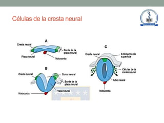 Diferenciación de la cresta neural.pptx