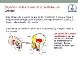 Diferenciación de la cresta neural.pptx