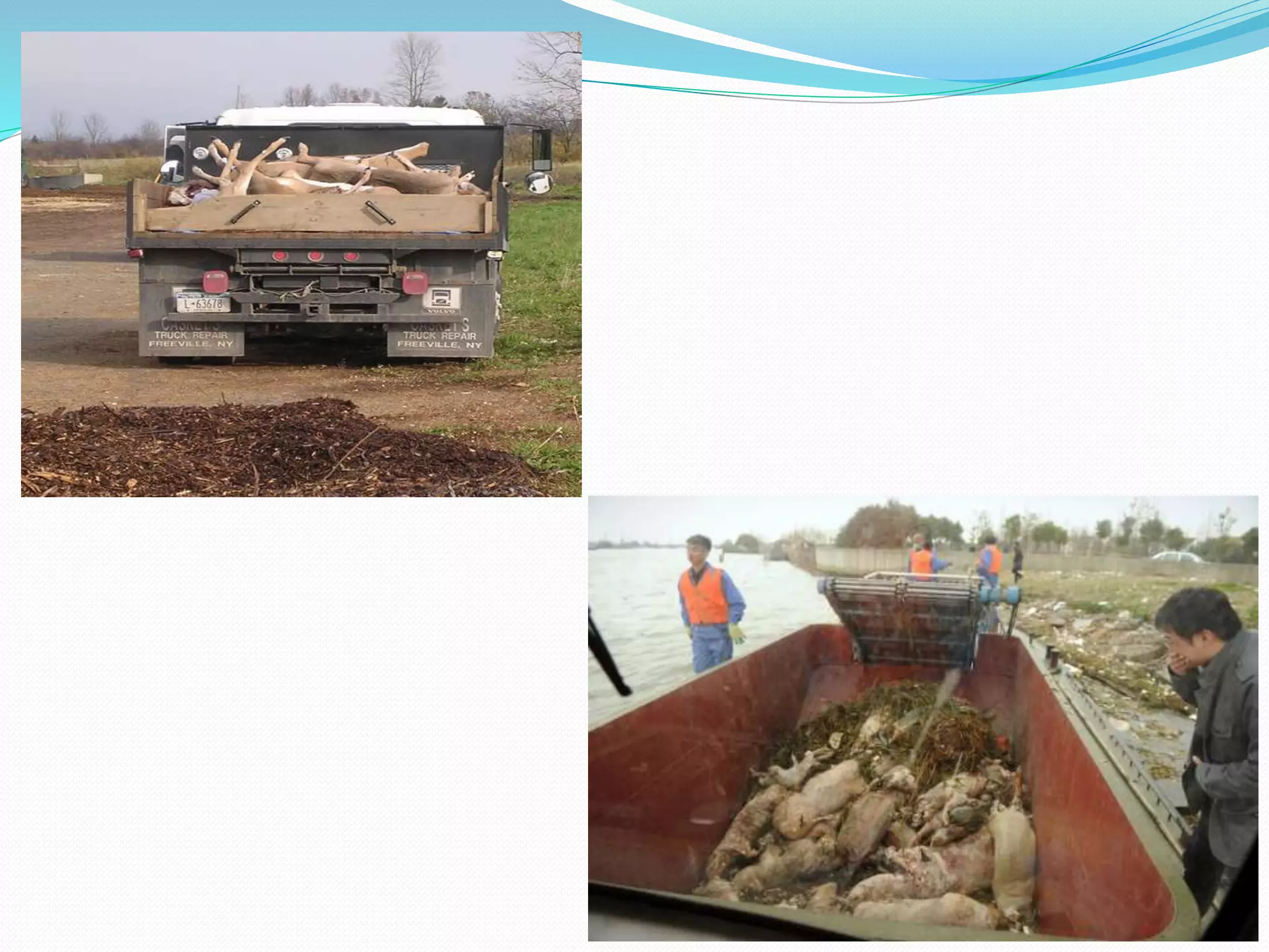 8.DISPOSAL OF ANIMAL CARCASSES DURING NATURAL DISASTERS final.pptx
