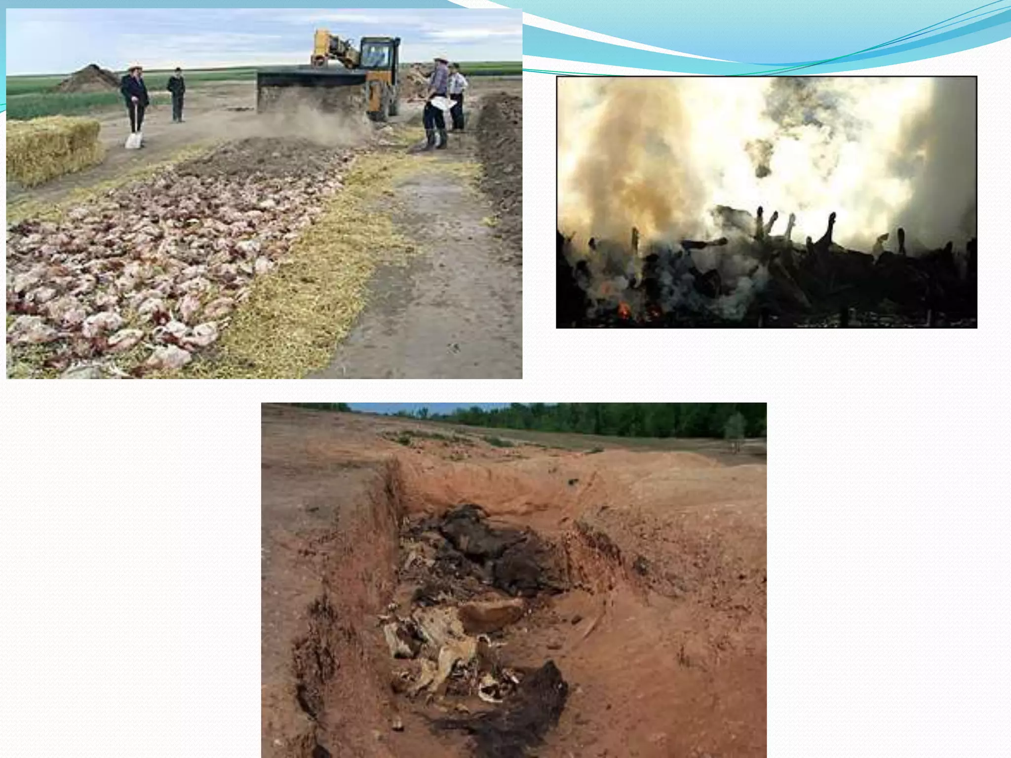 8.DISPOSAL OF ANIMAL CARCASSES DURING NATURAL DISASTERS final.pptx