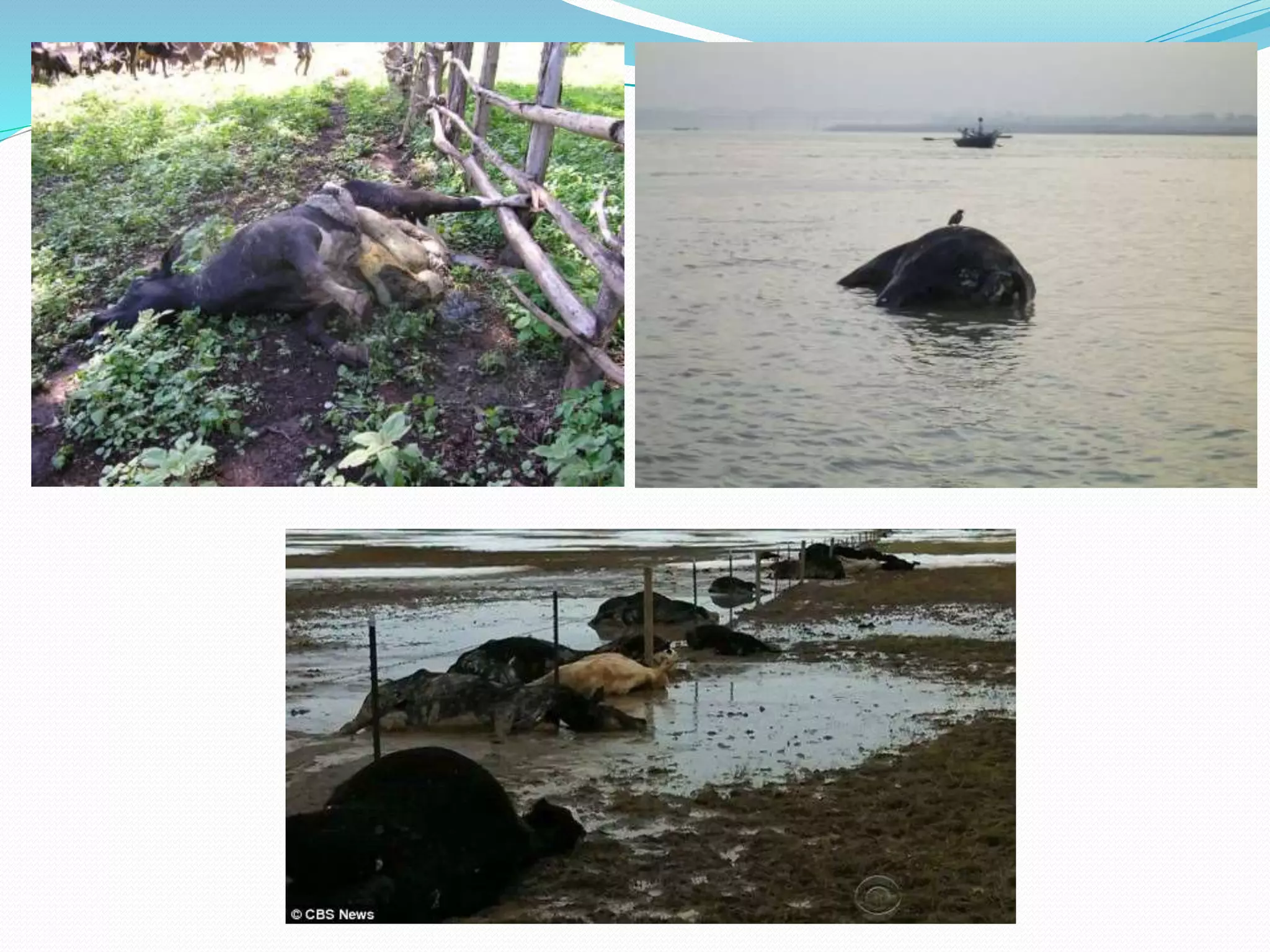 8.DISPOSAL OF ANIMAL CARCASSES DURING NATURAL DISASTERS final.pptx