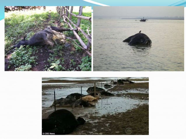 8.DISPOSAL OF ANIMAL CARCASSES DURING NATURAL DISASTERS final.pptx