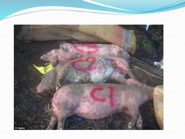 8.DISPOSAL OF ANIMAL CARCASSES DURING NATURAL DISASTERS final.pptx
