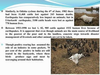 8.DISPOSAL OF ANIMAL CARCASSES DURING NATURAL DISASTERS final.pptx