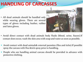 8.DISPOSAL OF ANIMAL CARCASSES DURING NATURAL DISASTERS final.pptx