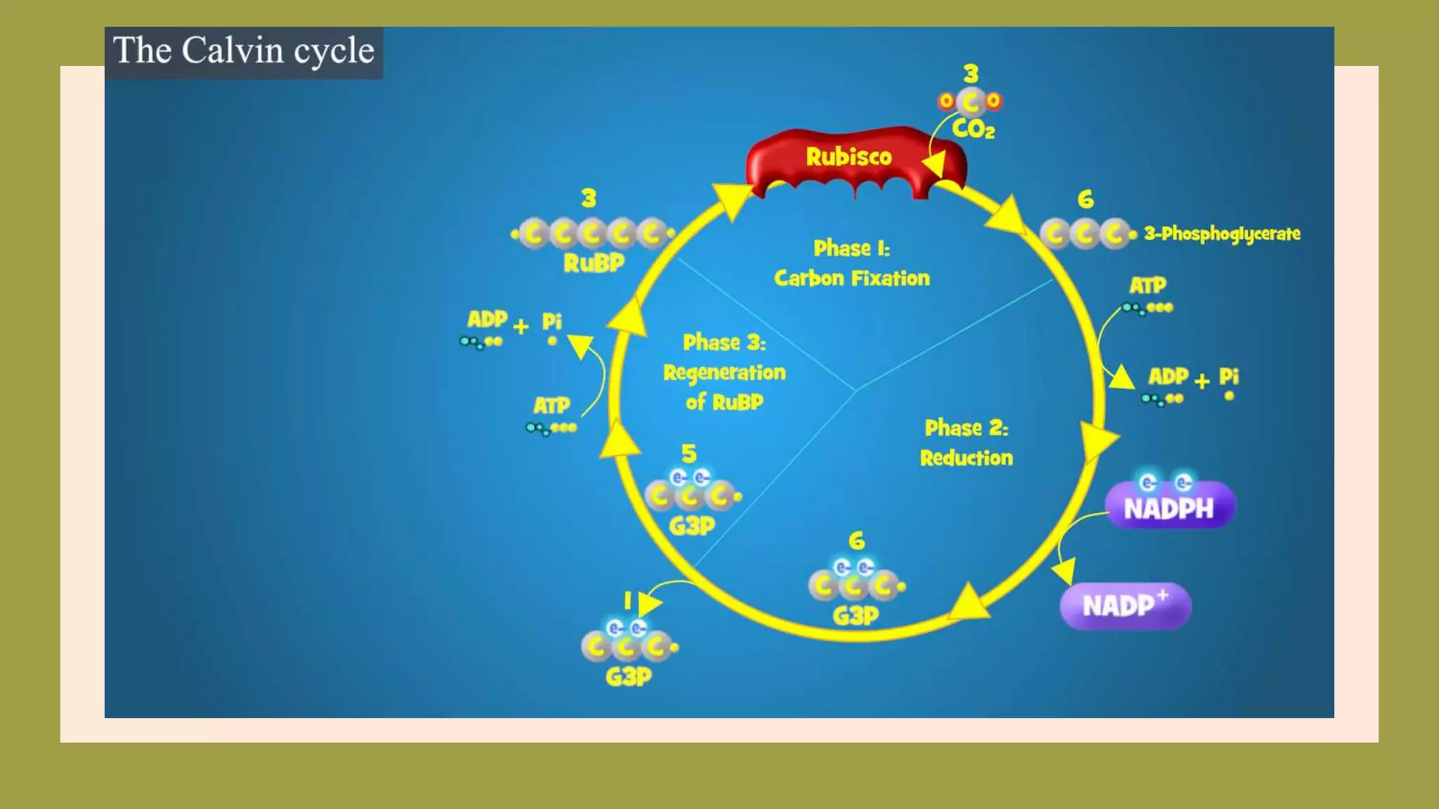 8. Calvin Cycle.pptx