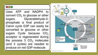8. Calvin Cycle.pptx