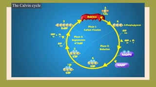 8. Calvin Cycle.pptx