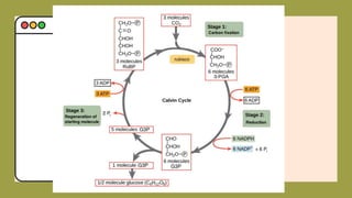 8. Calvin Cycle.pptx