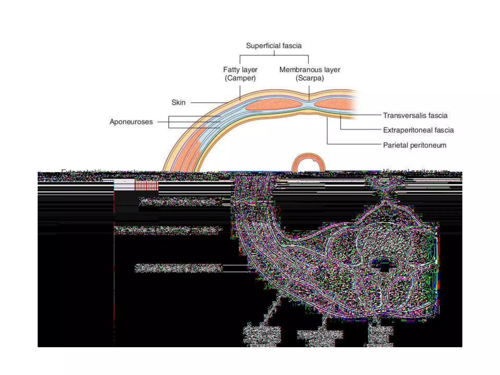8.Posterior abdominal wall and Retroperitoneal Organs.pptx
