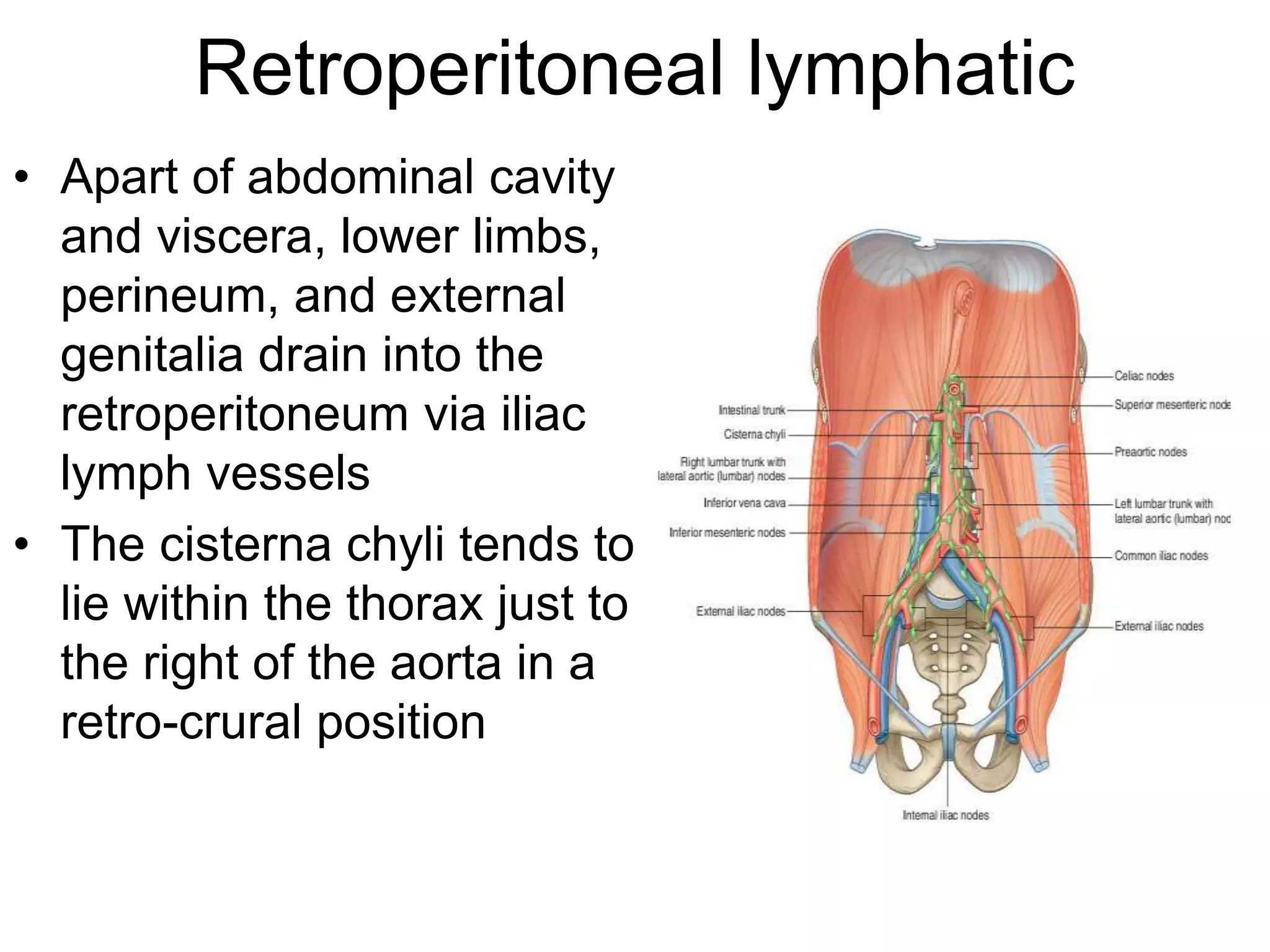 8.Posterior abdominal wall and Retroperitoneal Organs.pptx