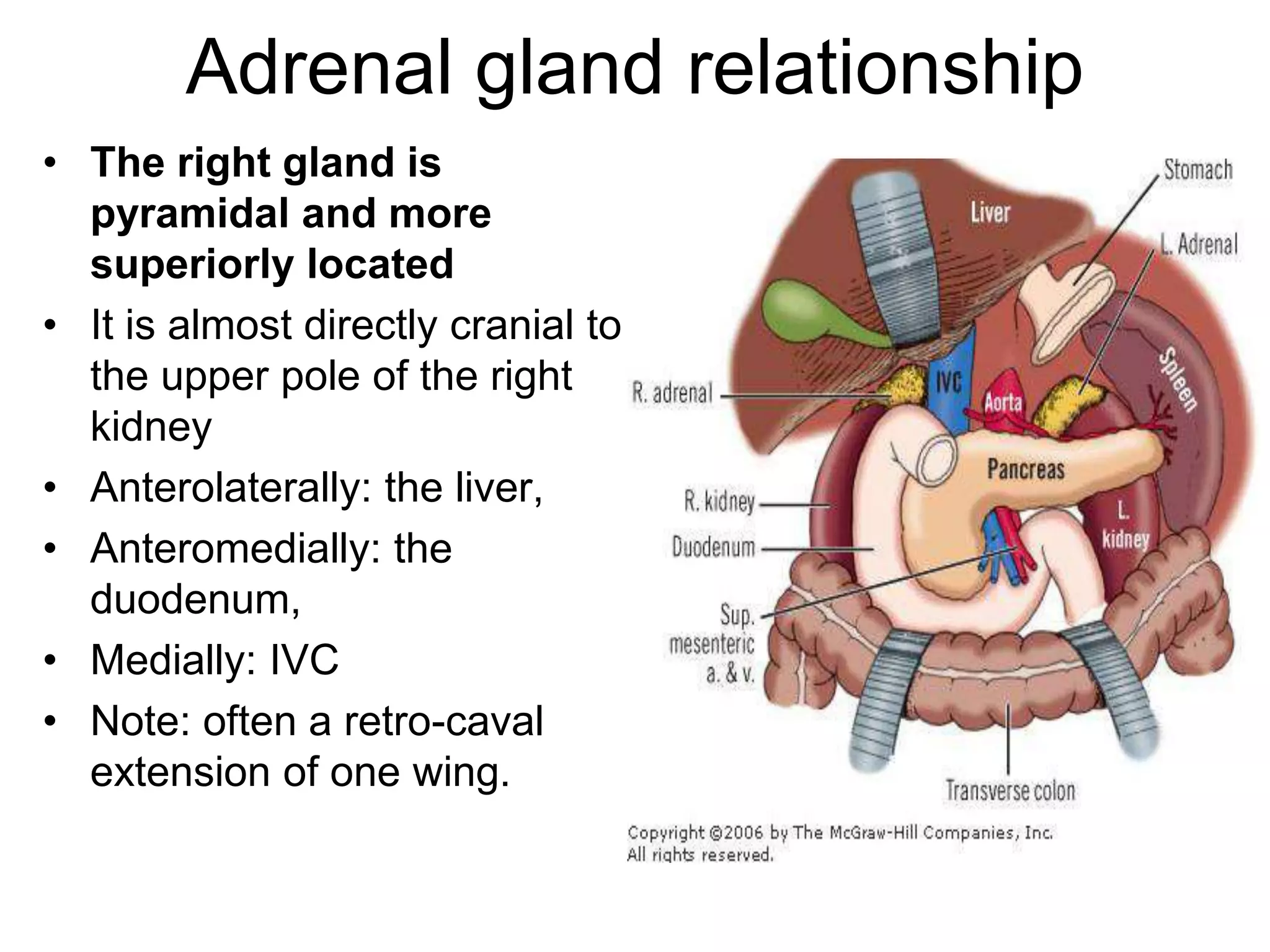 8.Posterior abdominal wall and Retroperitoneal Organs.pptx