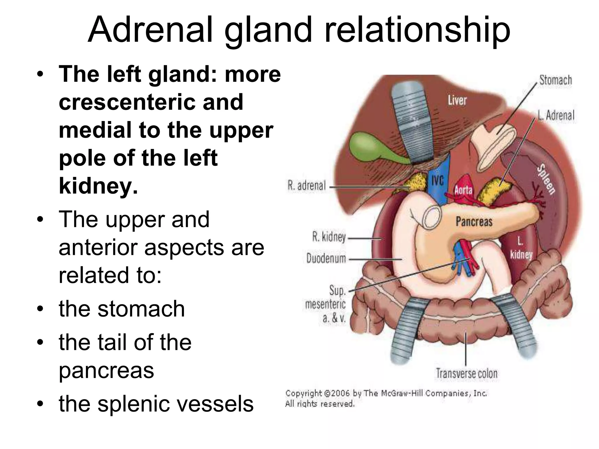 8.Posterior abdominal wall and Retroperitoneal Organs.pptx