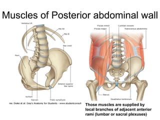 8.Posterior abdominal wall and Retroperitoneal Organs.pptx
