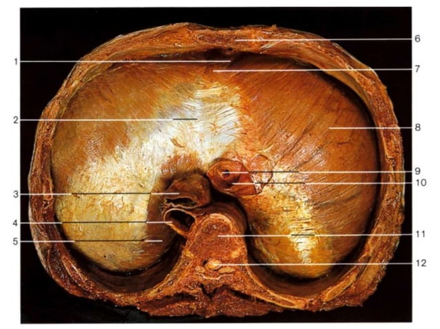 8.Posterior abdominal wall and Retroperitoneal Organs.pptx