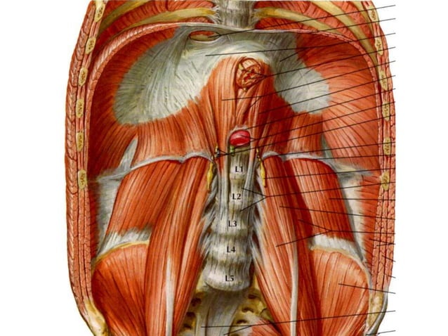 8.Posterior abdominal wall and Retroperitoneal Organs.pptx