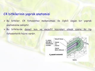 C4 Bitkileri Calvin Döngüsü