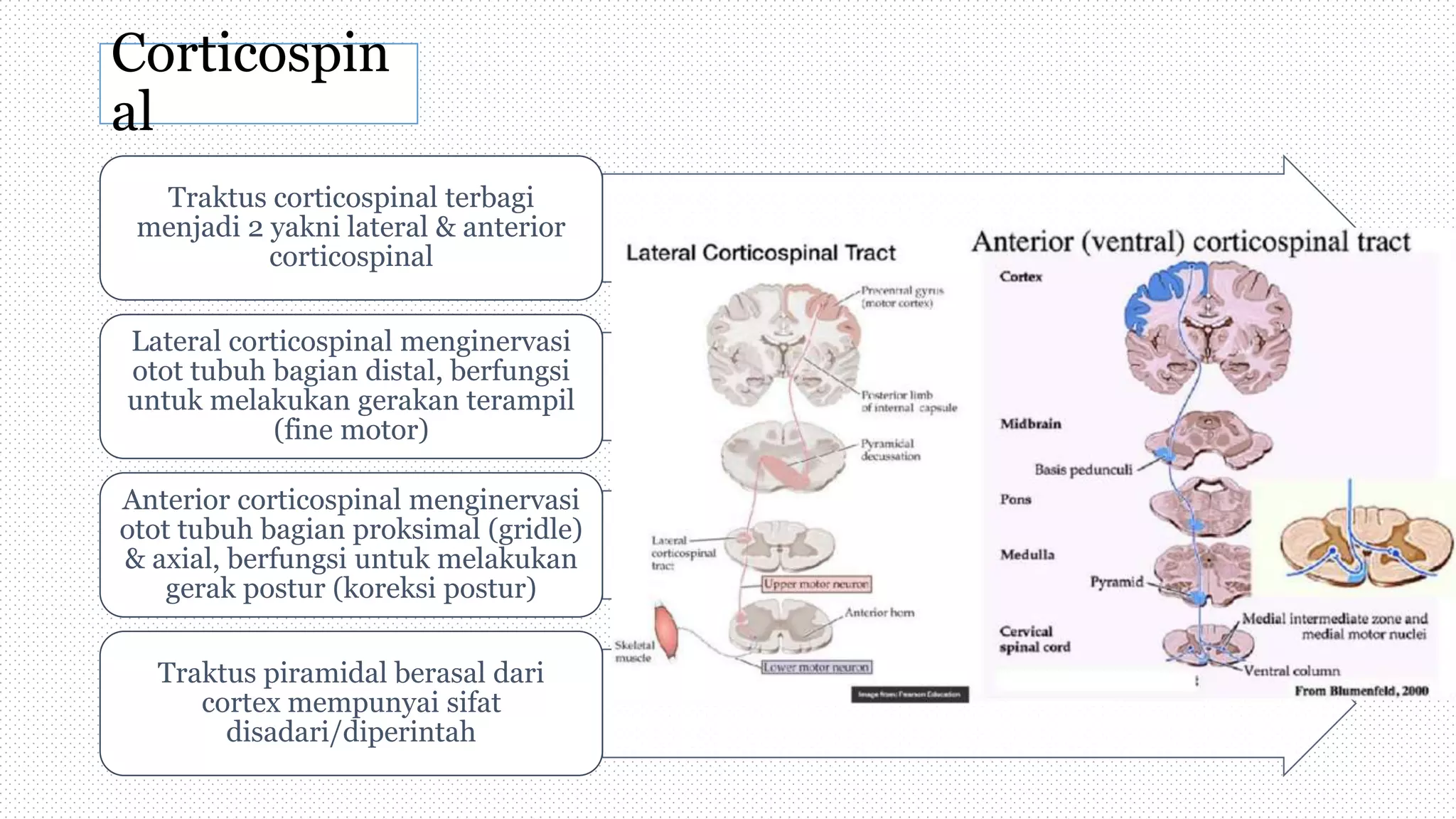 8. Gangguan Upper Motor Neuron (UMN).pptx