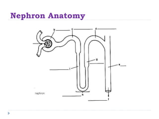 8. Acute Kidney Injury.pptx