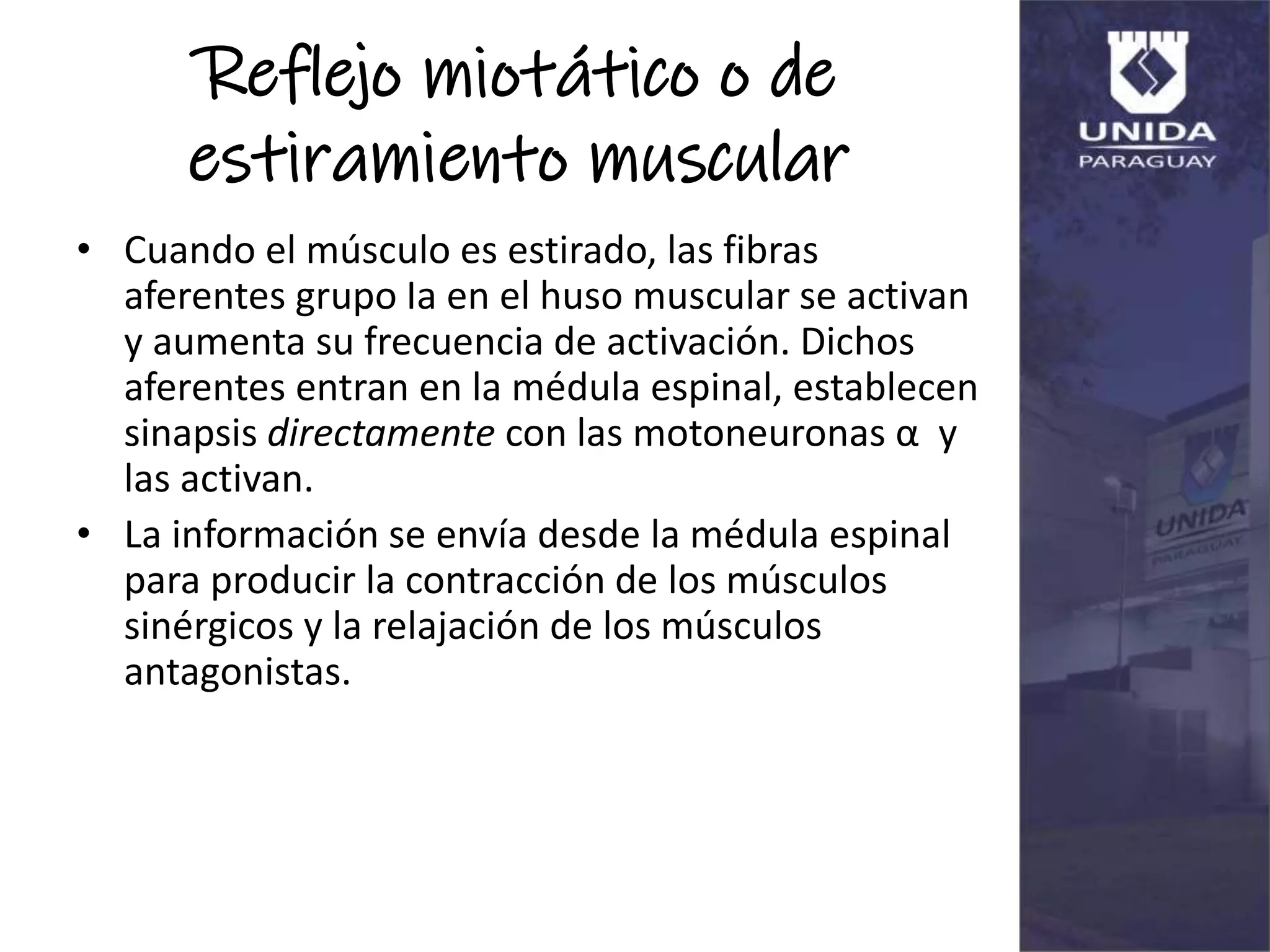 Sistema Nervioso motor Medula (reflejos) Corteza m. y vias m. y Tronco.pptx