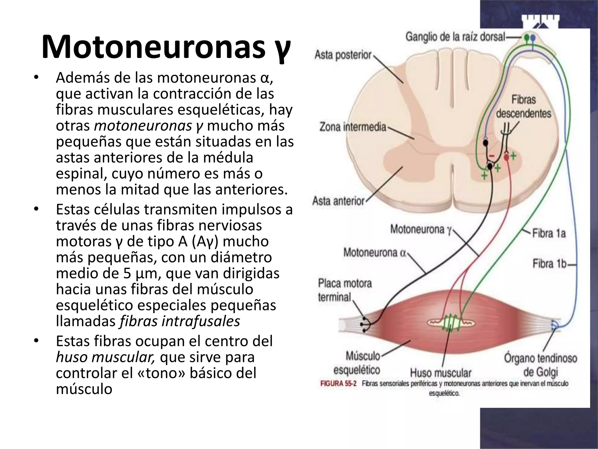 Sistema Nervioso motor Medula (reflejos) Corteza m. y vias m. y Tronco.pptx