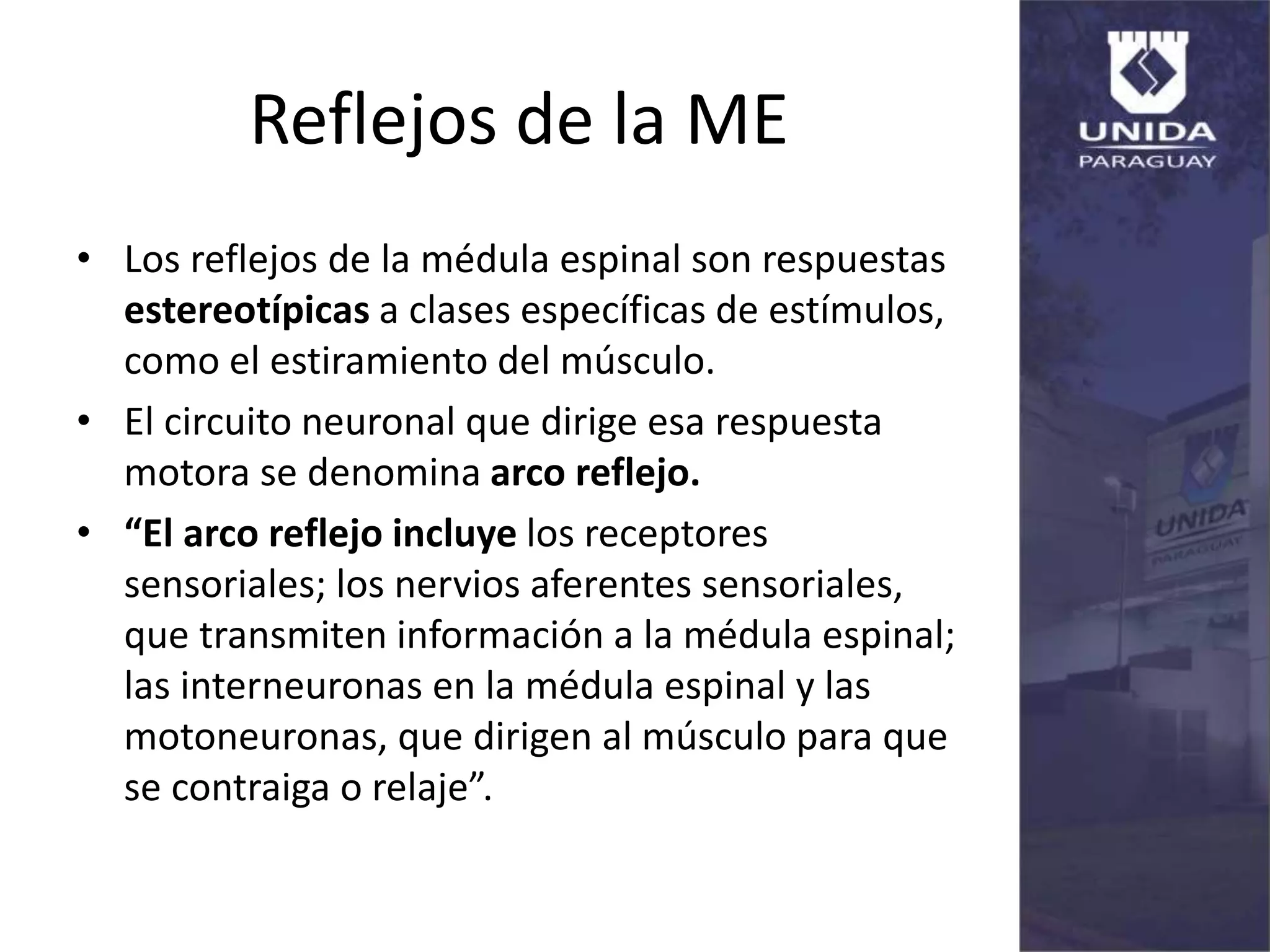 Sistema Nervioso motor Medula (reflejos) Corteza m. y vias m. y Tronco.pptx