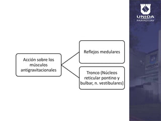 Sistema Nervioso motor Medula (reflejos) Corteza m. y vias m. y Tronco.pptx
