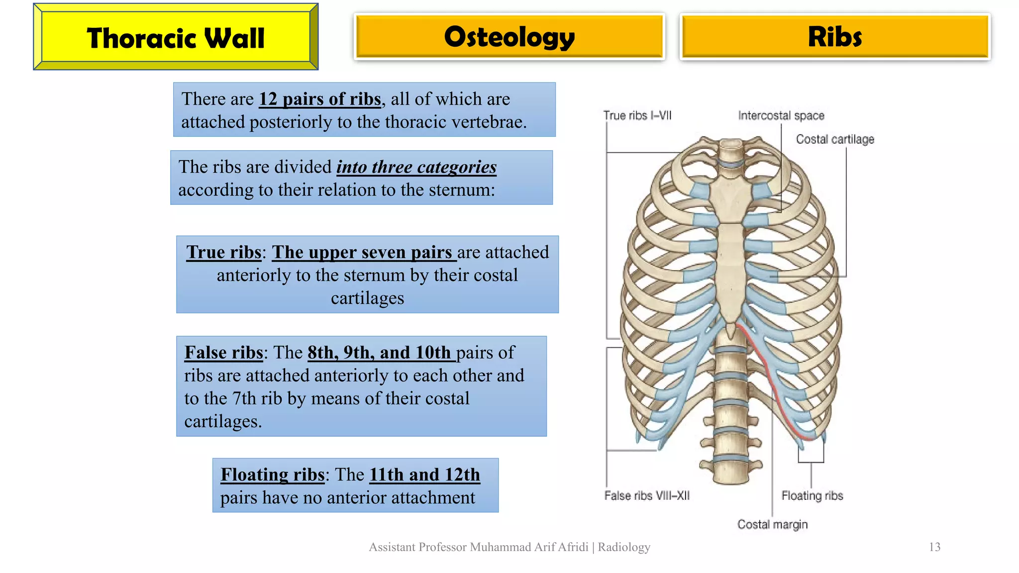 Anatomy of Thoracic Wall.pdf