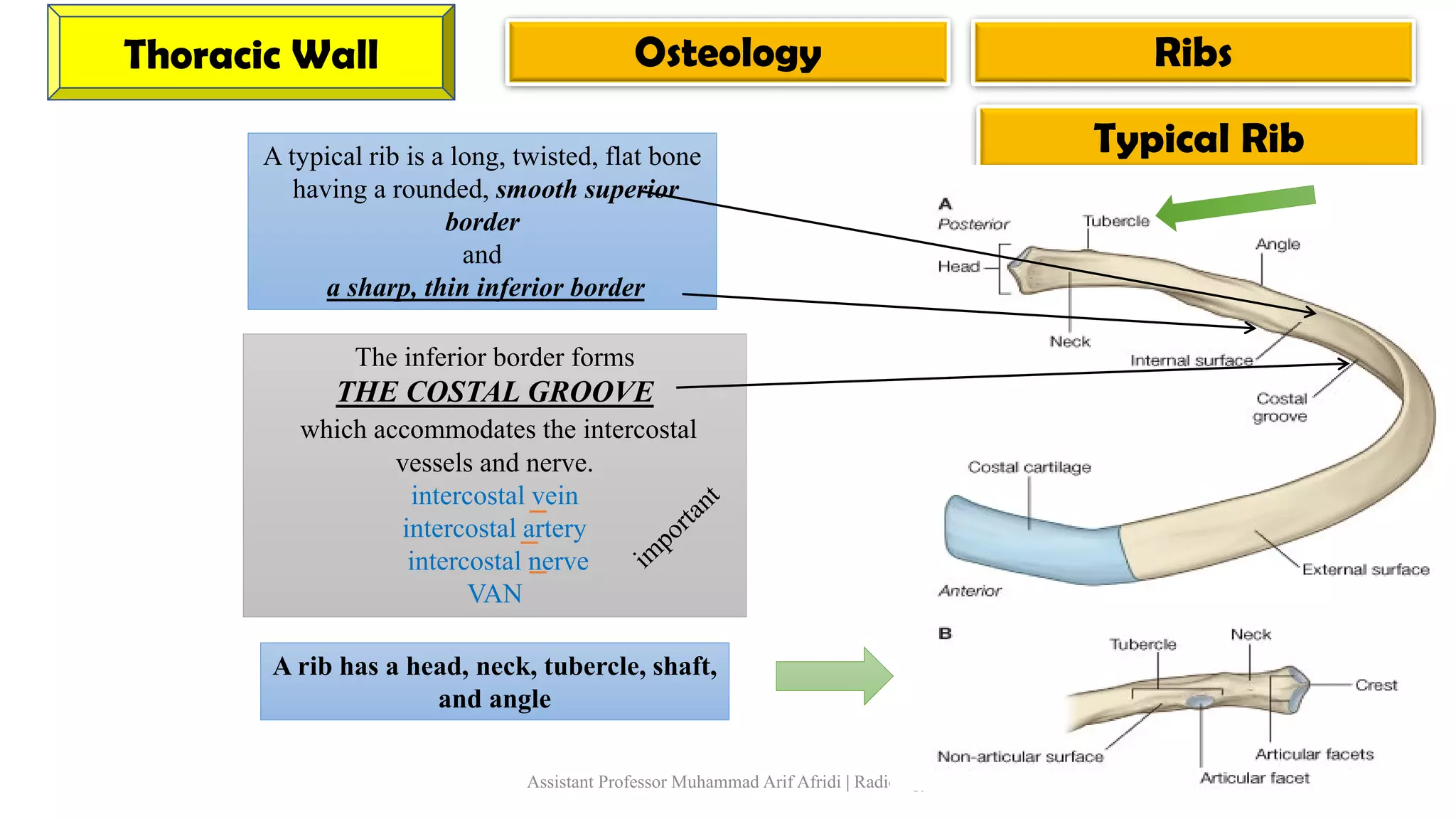 Anatomy of Thoracic Wall.pdf