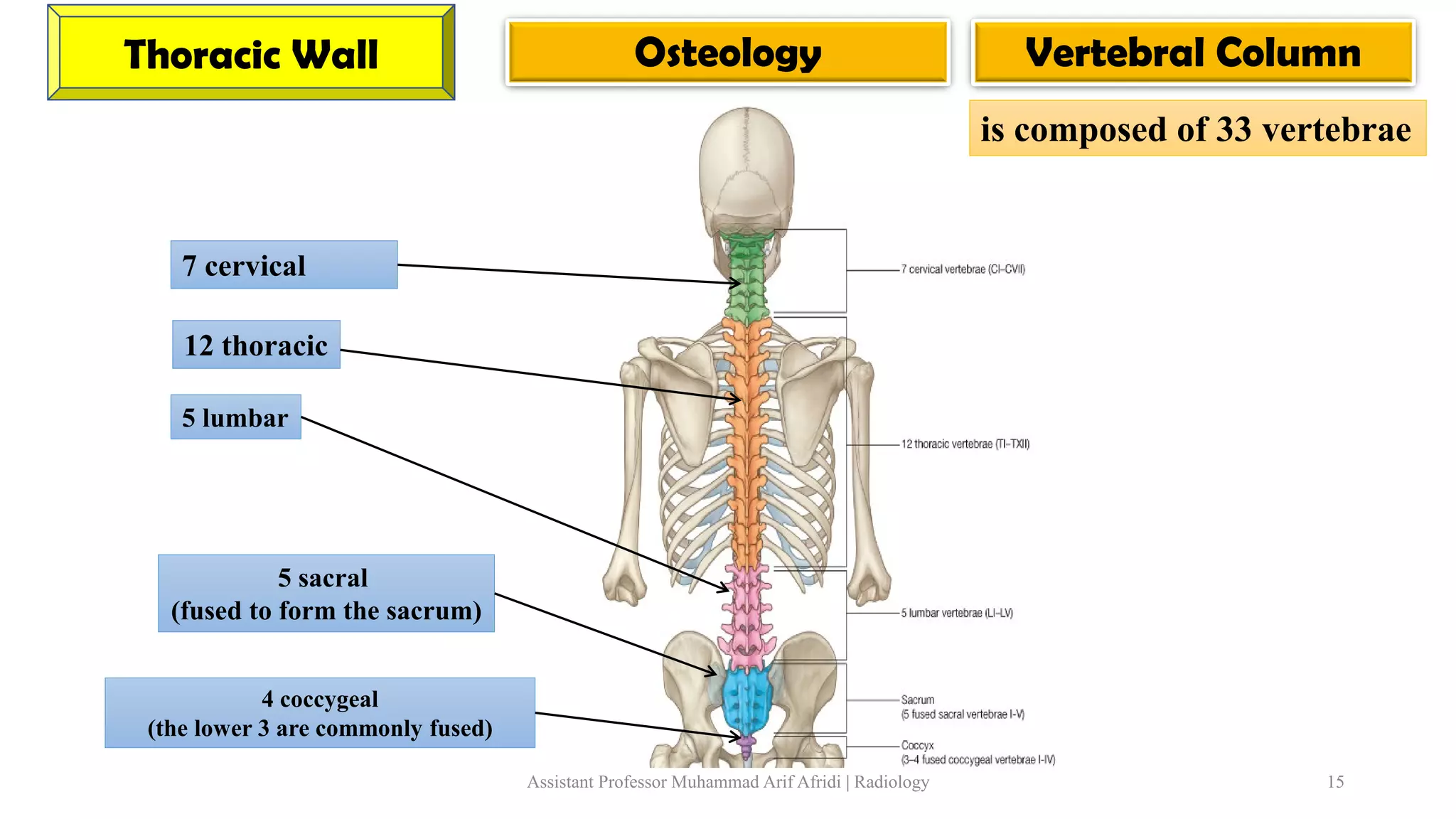 Anatomy of Thoracic Wall.pdf