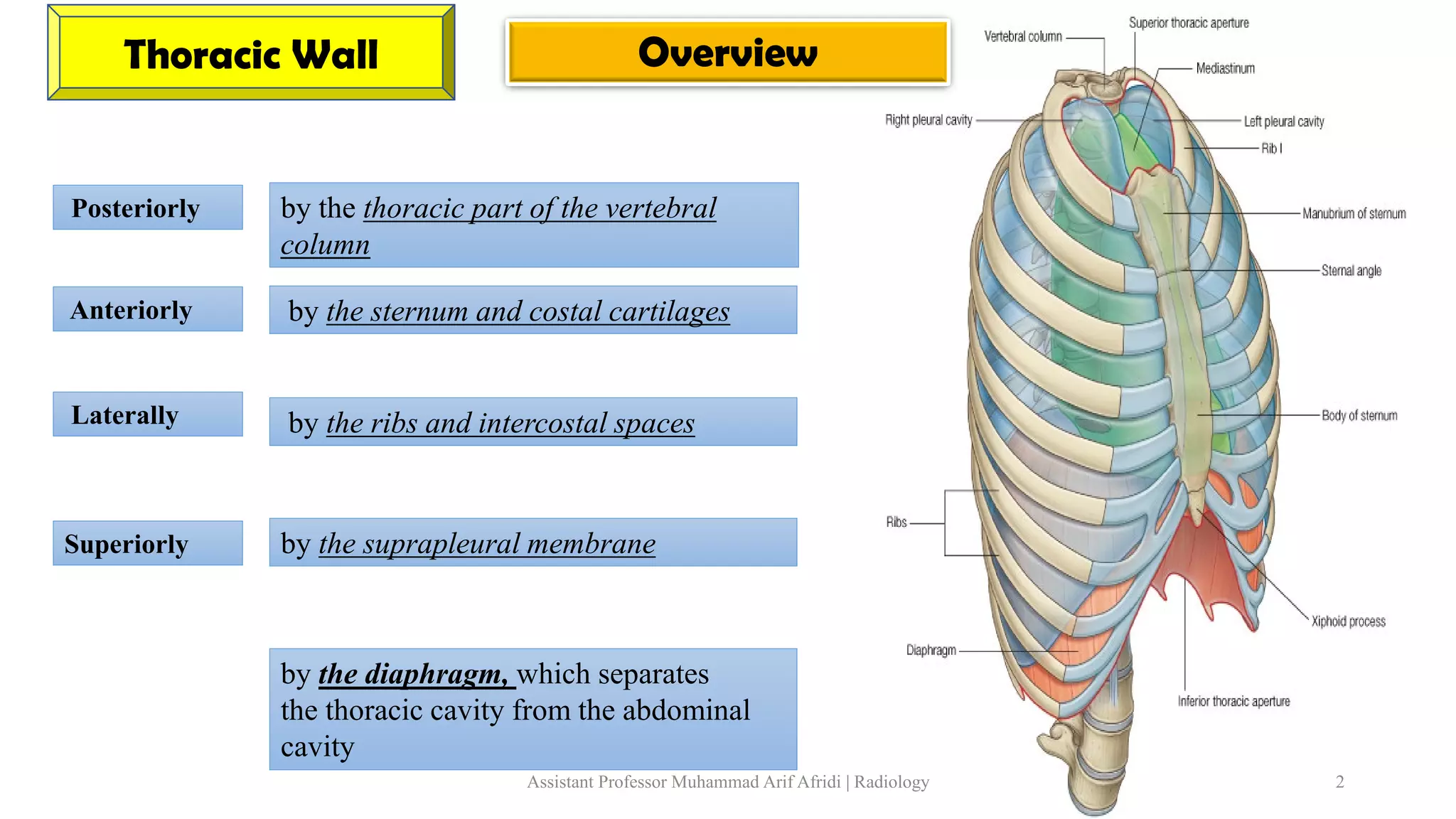 Anatomy of Thoracic Wall.pdf