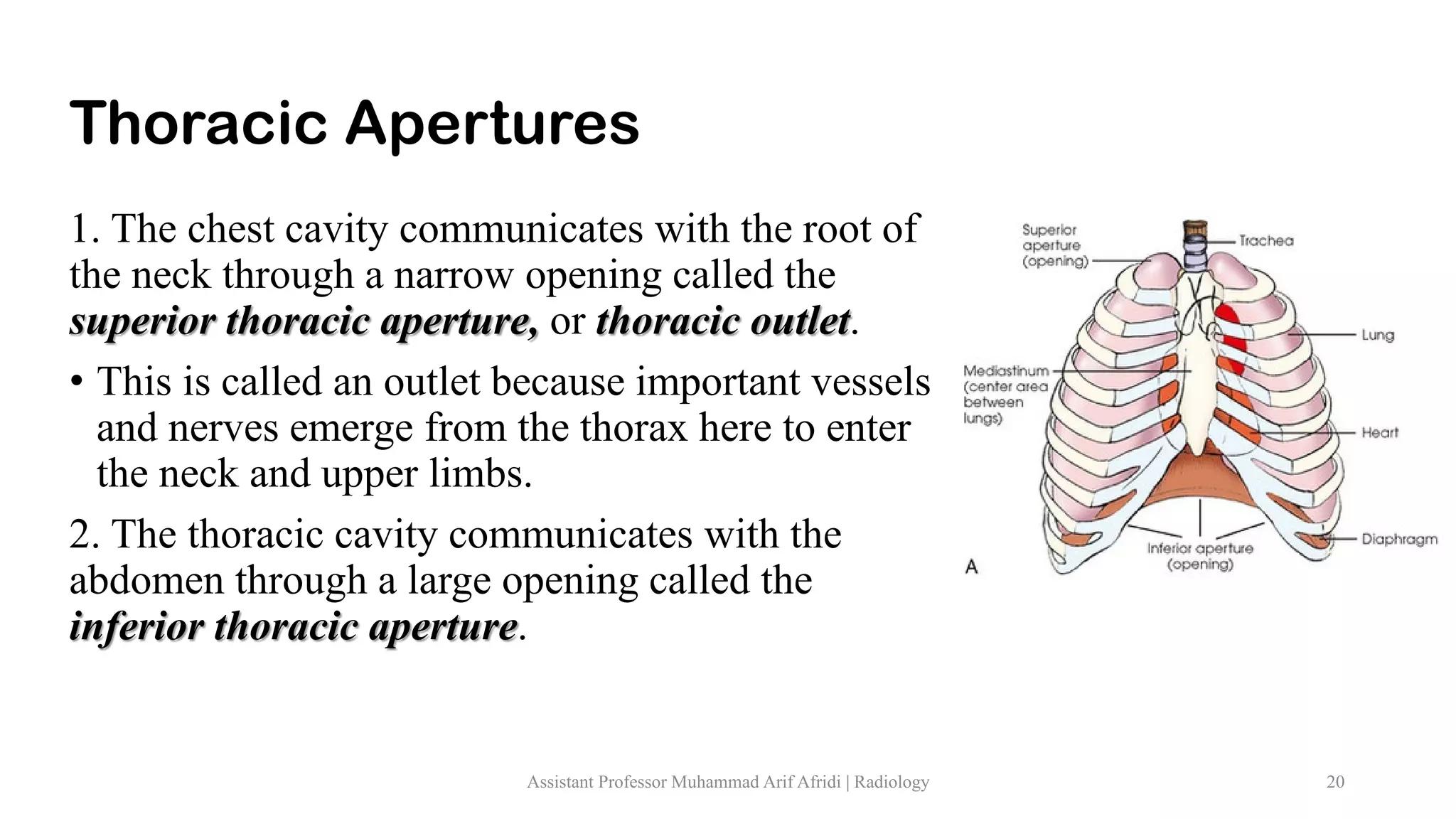 Anatomy of Thoracic Wall.pdf