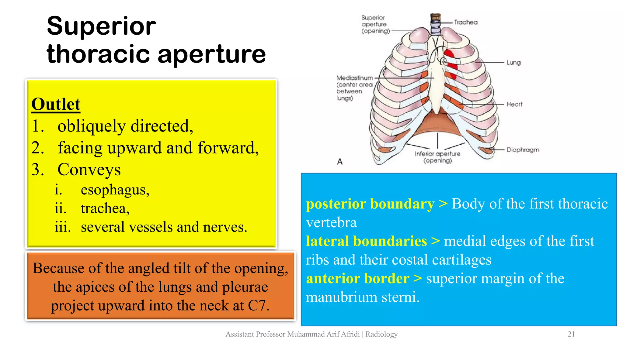 Anatomy of Thoracic Wall.pdf