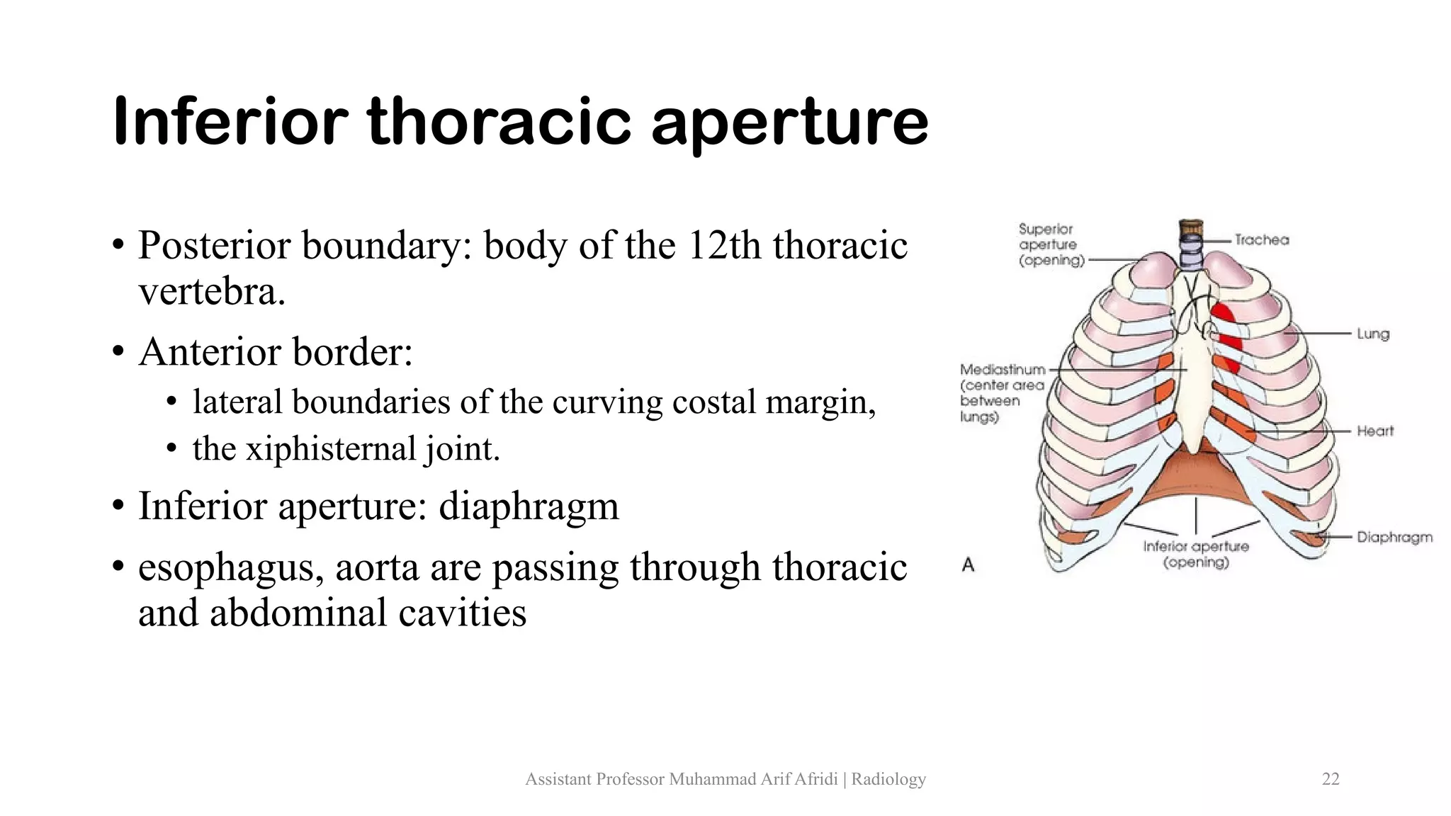 Anatomy of Thoracic Wall.pdf