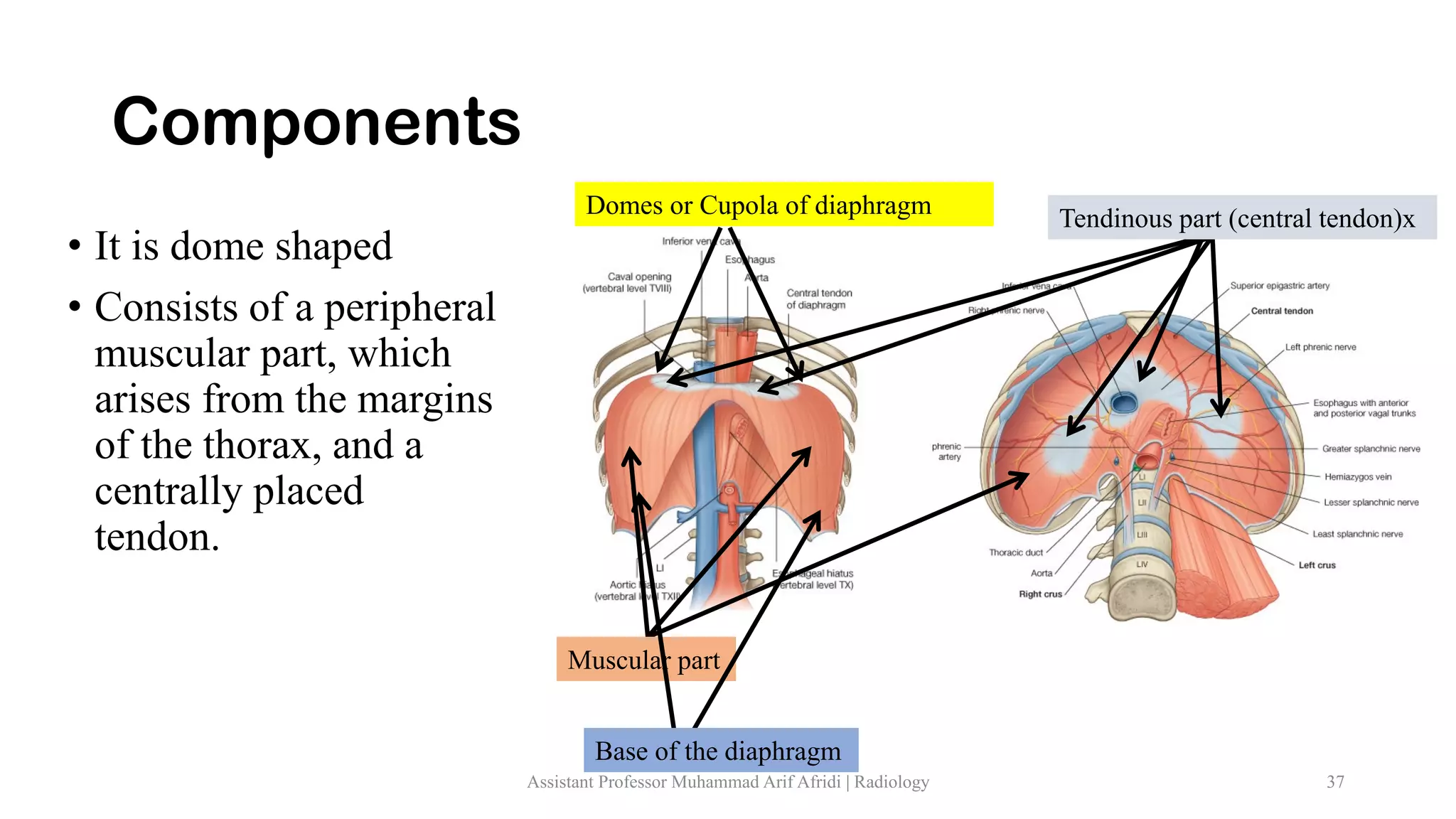 Anatomy of Thoracic Wall.pdf