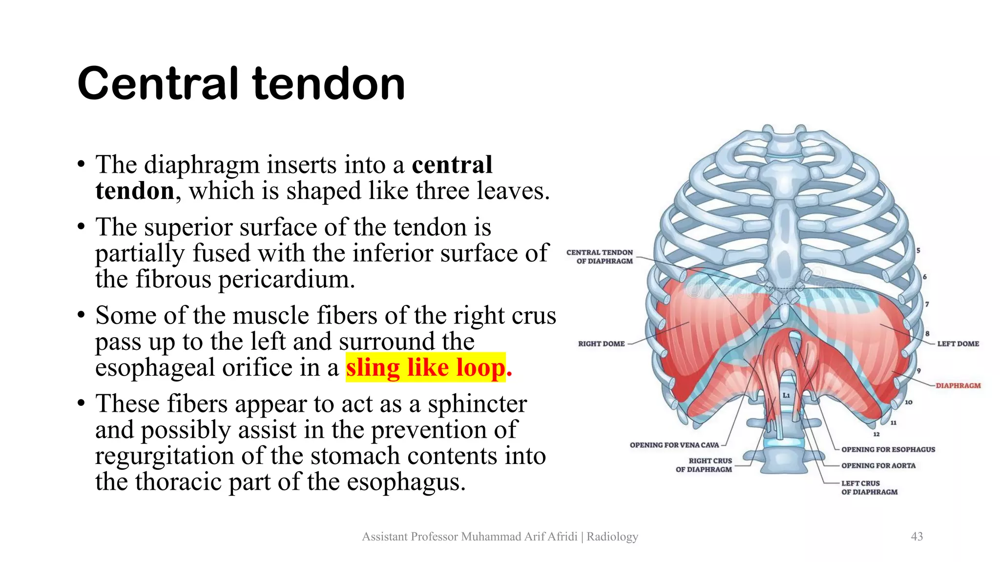 Anatomy of Thoracic Wall.pdf