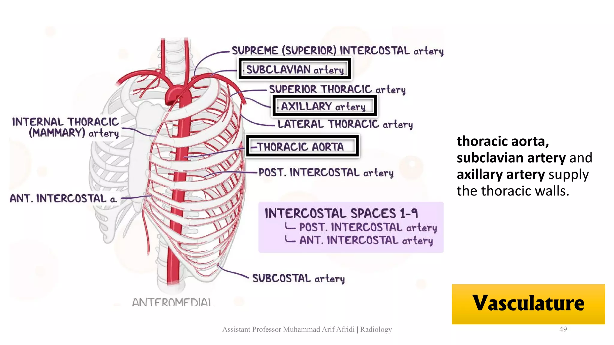 Anatomy of Thoracic Wall.pdf