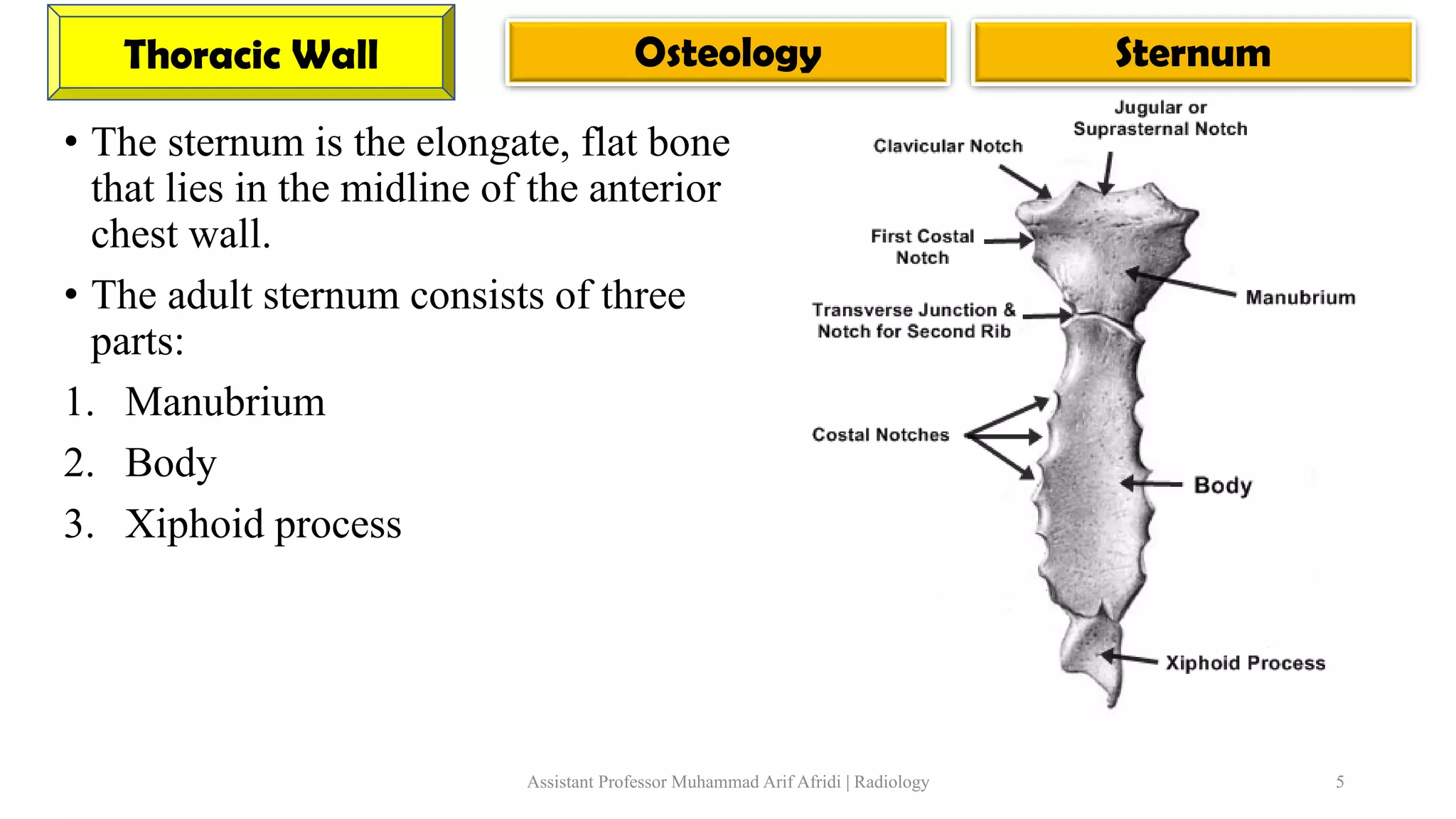 Anatomy of Thoracic Wall.pdf