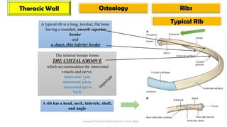 Anatomy of Thoracic Wall.pdf