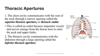 Anatomy of Thoracic Wall.pdf