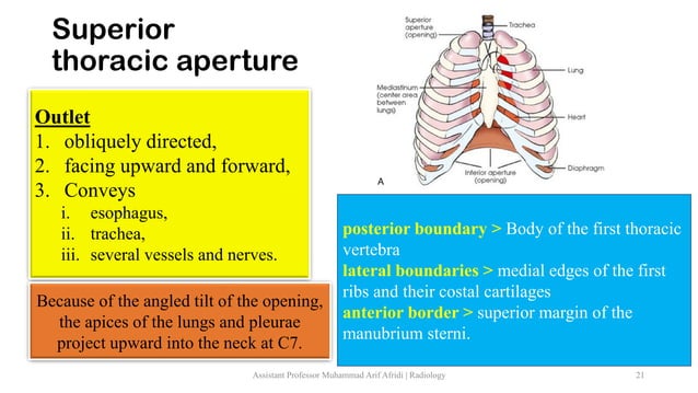 Anatomy of Thoracic Wall.pdf | Death, Injury, or Military Conflict ...