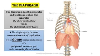 Anatomy of Thoracic Wall.pdf