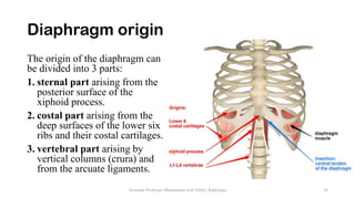 Anatomy of Thoracic Wall.pdf