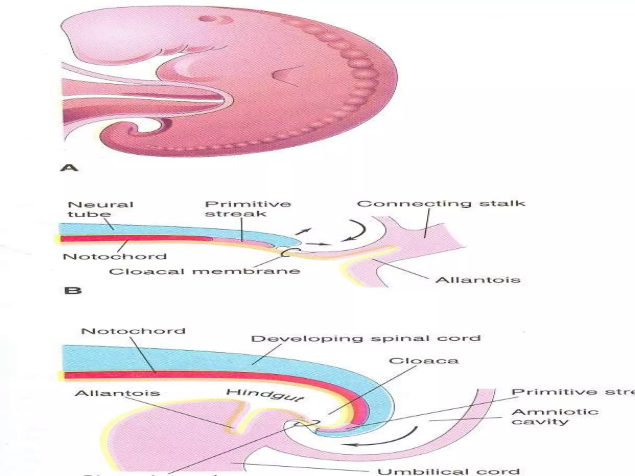 8.Folding of Embryo.ppt