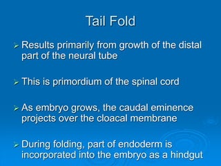 8.Folding of Embryo.ppt