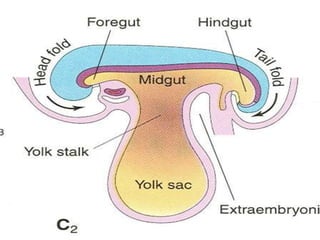 8.Folding of Embryo.ppt